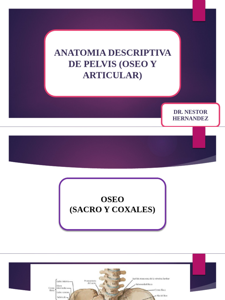 Pelvis (Oseo y Articular) | PDF | Pelvis | Sistema esquelético