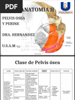 TEMA 11. Biomecánica de La Cintura Pelviana | PDF | Pelvis | Cintura
