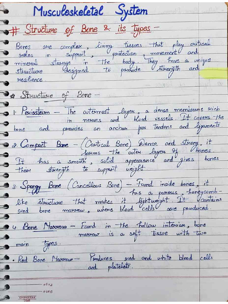 Musculoskeletal | PDF