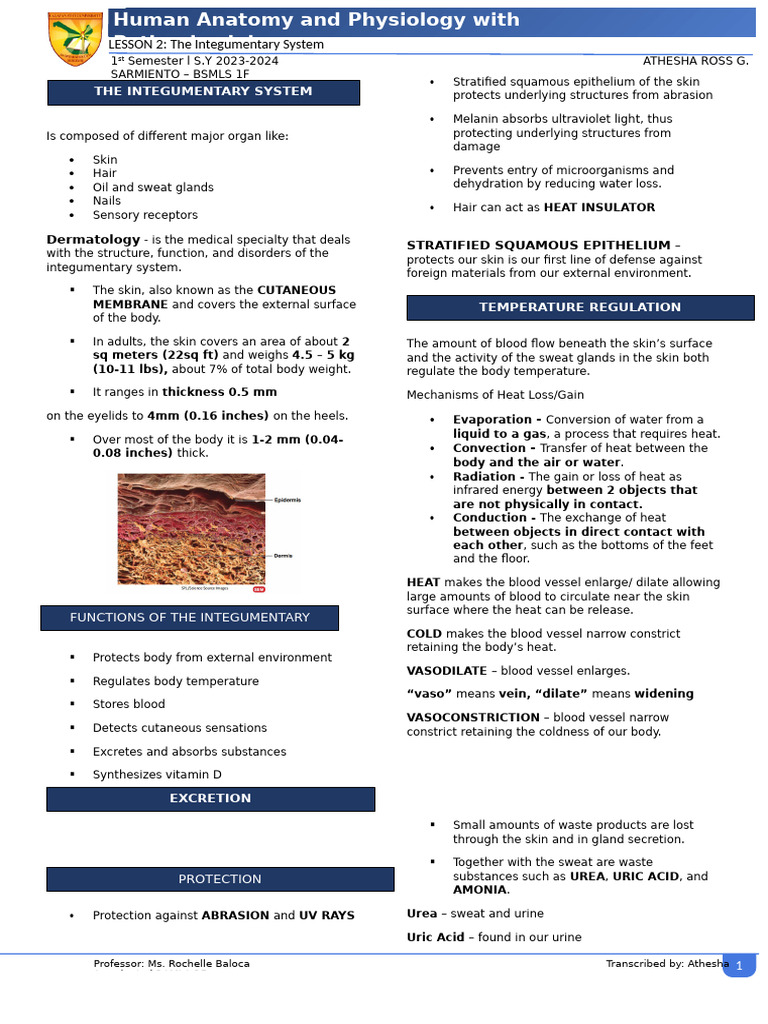 LESSON 2 - The Integumentary System | PDF | Skin | Epidermis