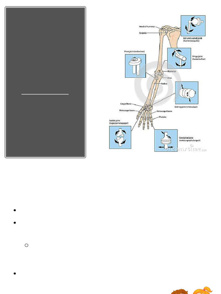 Upper Limb Joints | PDF | Elbow | Anatomical Terms Of Motion