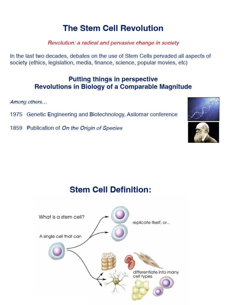 13 Stem Cells | PDF | Stem Cell | Cellular Differentiation