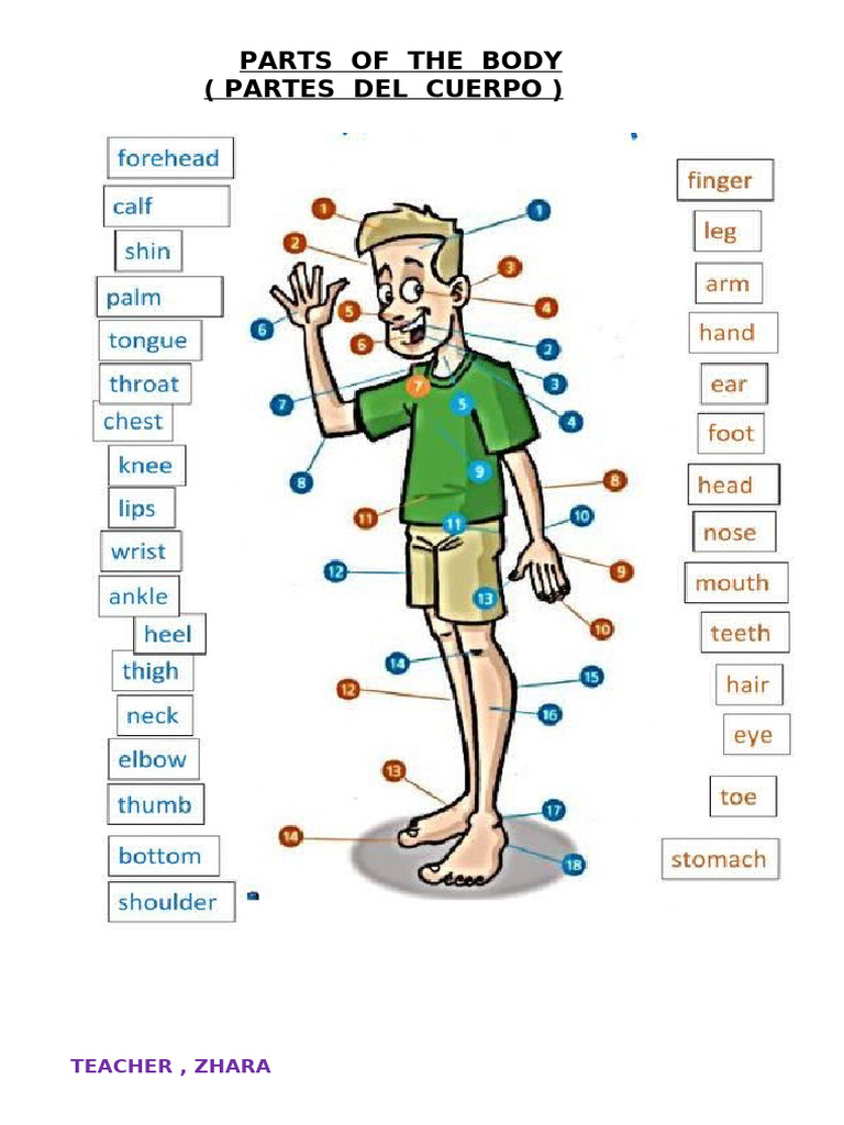 Parts of the Body: A Learning Guide | PDF