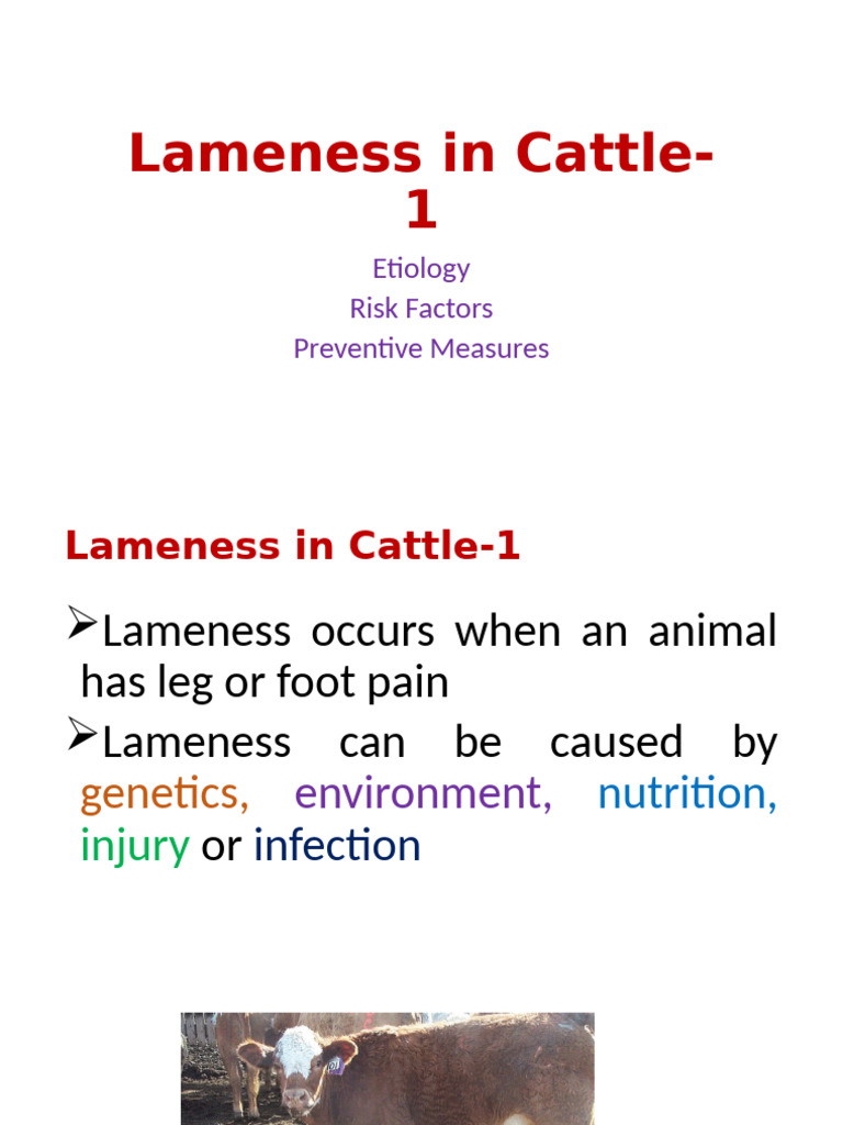 Lameness in Cattle 1 1 | PDF | Infection | Medical Specialties