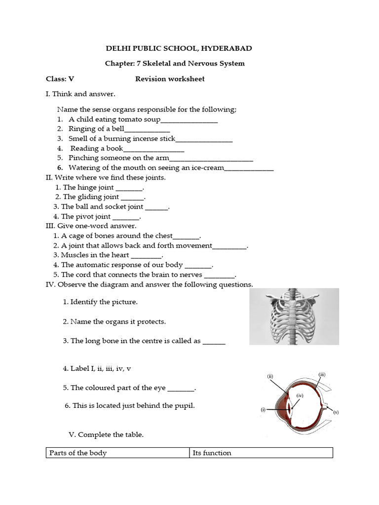 Class5 - Revision Ws2025chapter7 Skeletal System and Nervous System | PDF