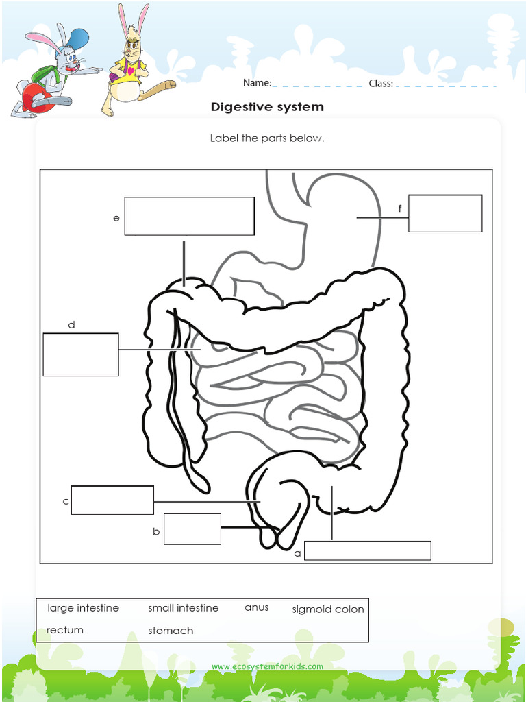 Digestive System Labeling Guide | PDF
