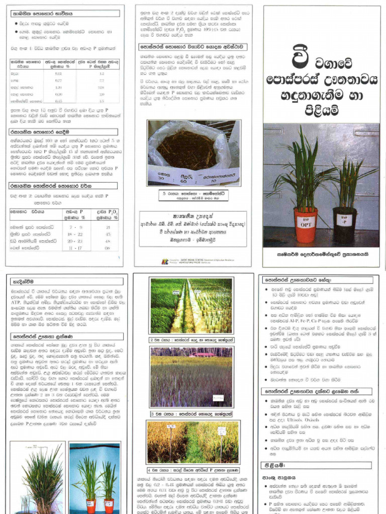 Paddy - 19. Identification and - Leaflet | PDF