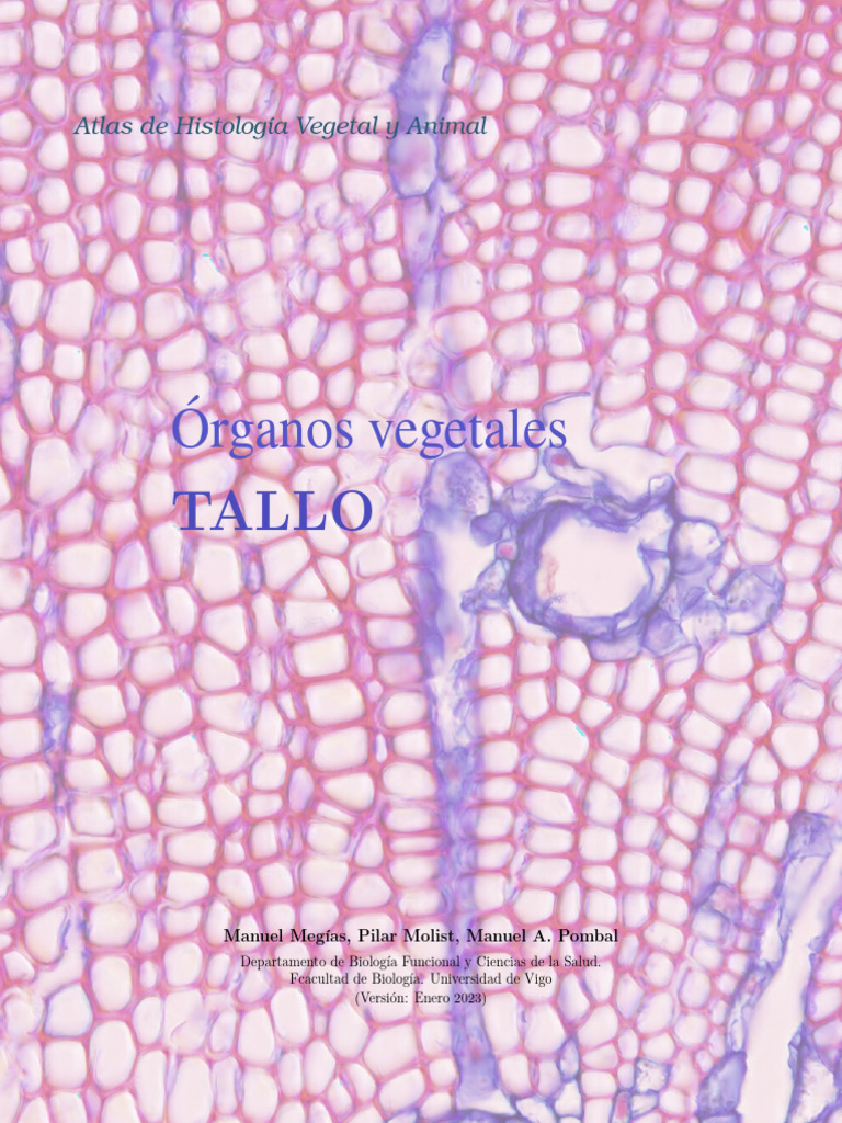 Estructura y Función del Tallo Vegetal | PDF | Tallo de la planta | Hoja