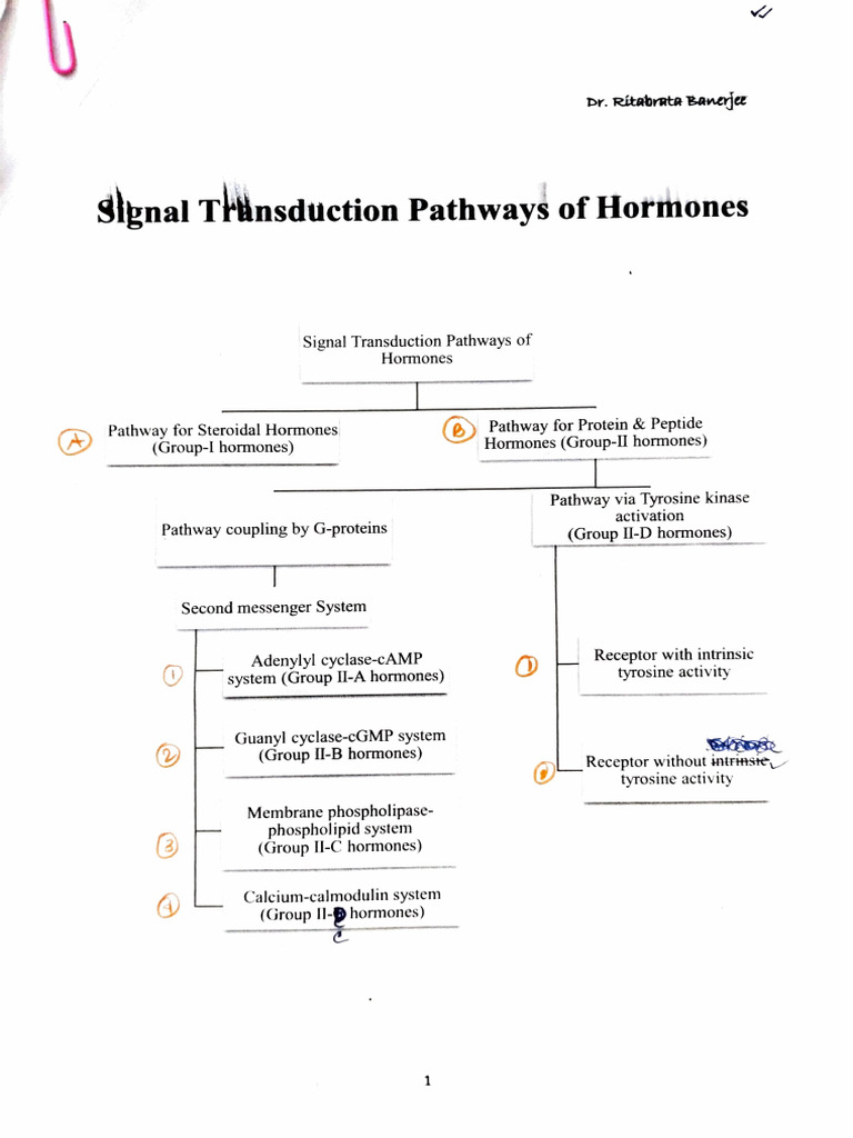 Hormone Signal Transduction Pathways | PDF | Signal Transduction | Hormone
