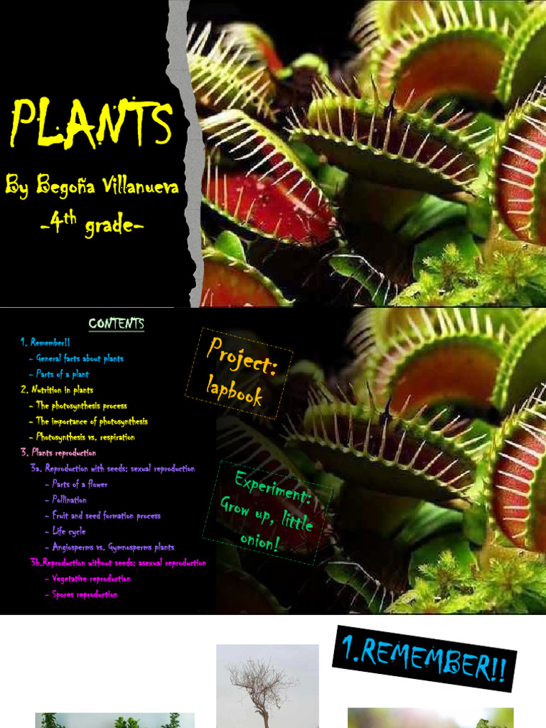 Plants by Teacher Begoña 4th Grade | PDF | Flowers | Petal