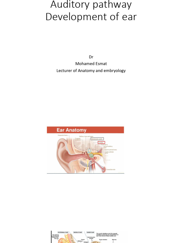 Development of Ear and Auditory Pathway | PDF