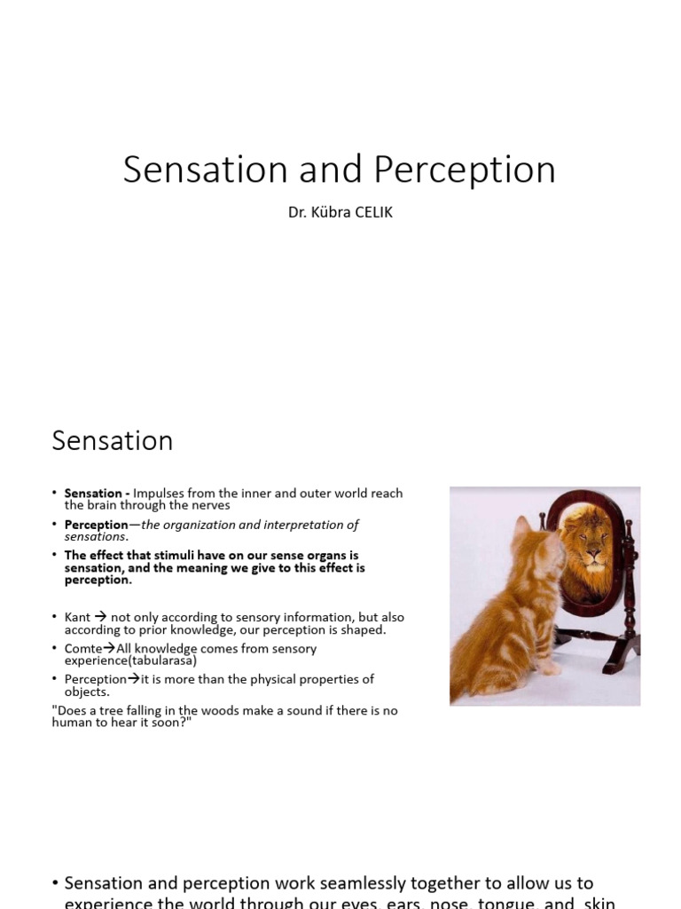 Sensation and Perception Guide | PDF | Senses | Perception