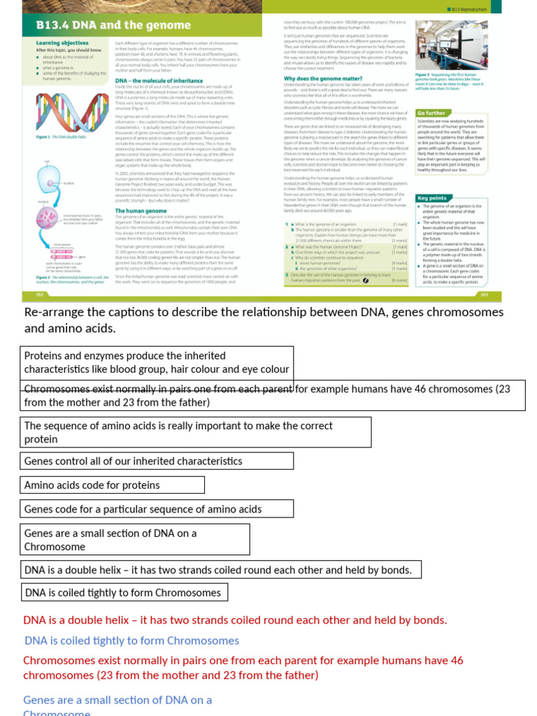 DNA, Genes, and Chromosomes Explained | PDF