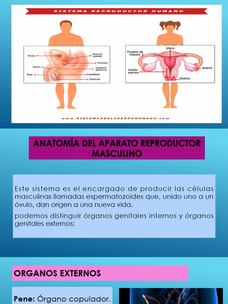 Presentación Sistema Rep 01.02 | PDF | Ciclo menstrual | Ovario