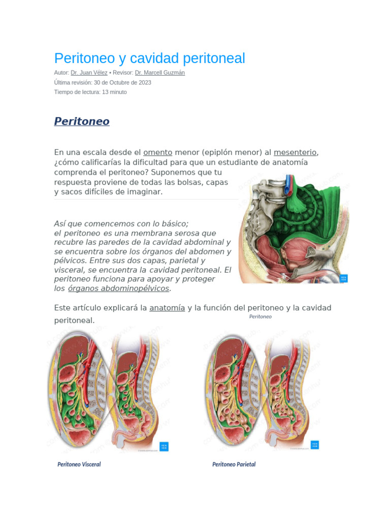 Peritoneo y Cavidad Peritoneal | PDF | Peritoneo | Abdomen