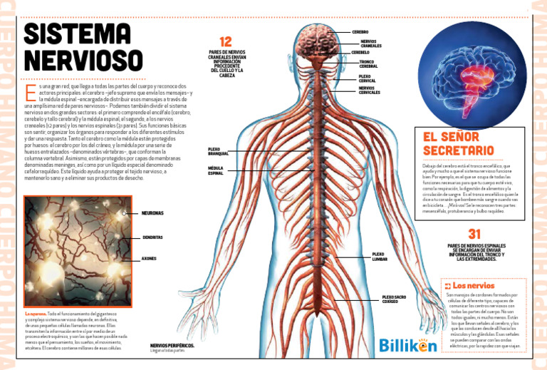 INFOGRAFIA-sistema-nervioso | PDF | Cerebro | Nervio