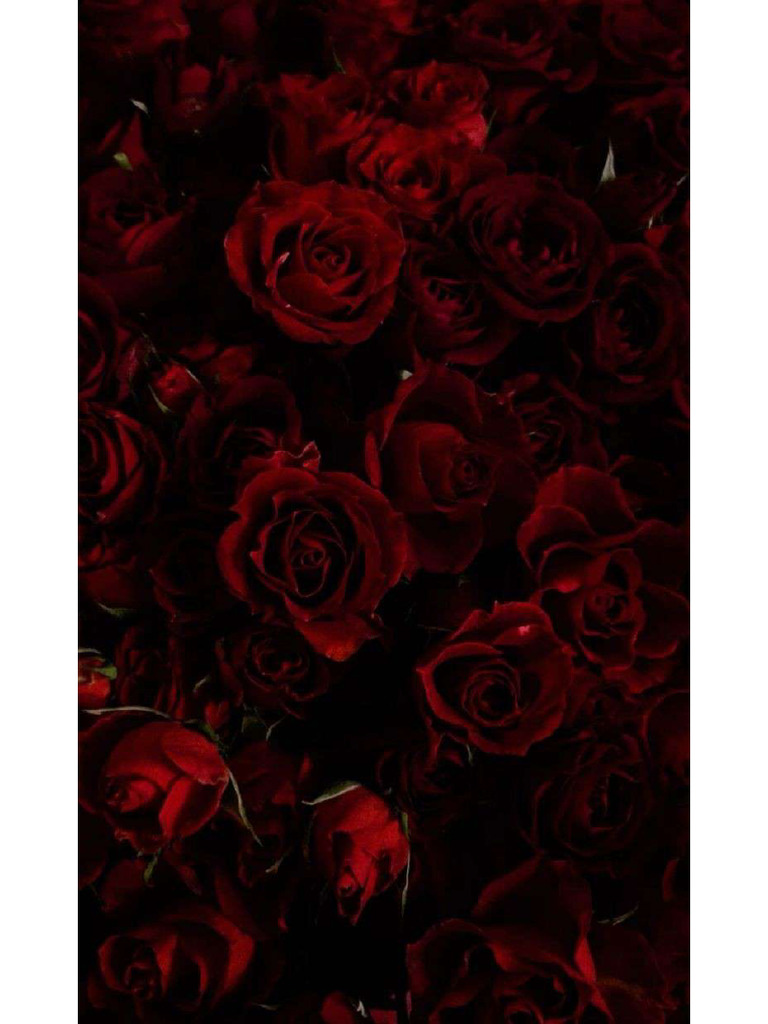 Red Rose | PDF