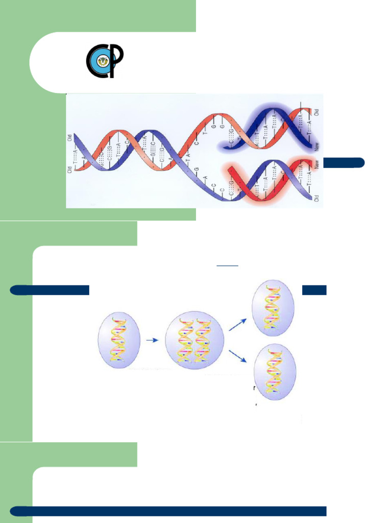 Modelos y Enzimas de Replicación ADN | PDF | Replicación De Adn | Adn