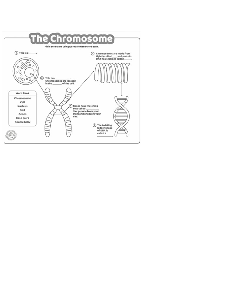 Copy of Chromosome doodle notes | PDF