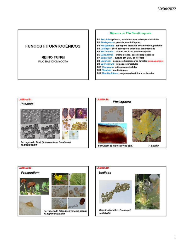 P5 - Reino Fungi - Filo Basidiomycota | PDF | Micologia | Fungo