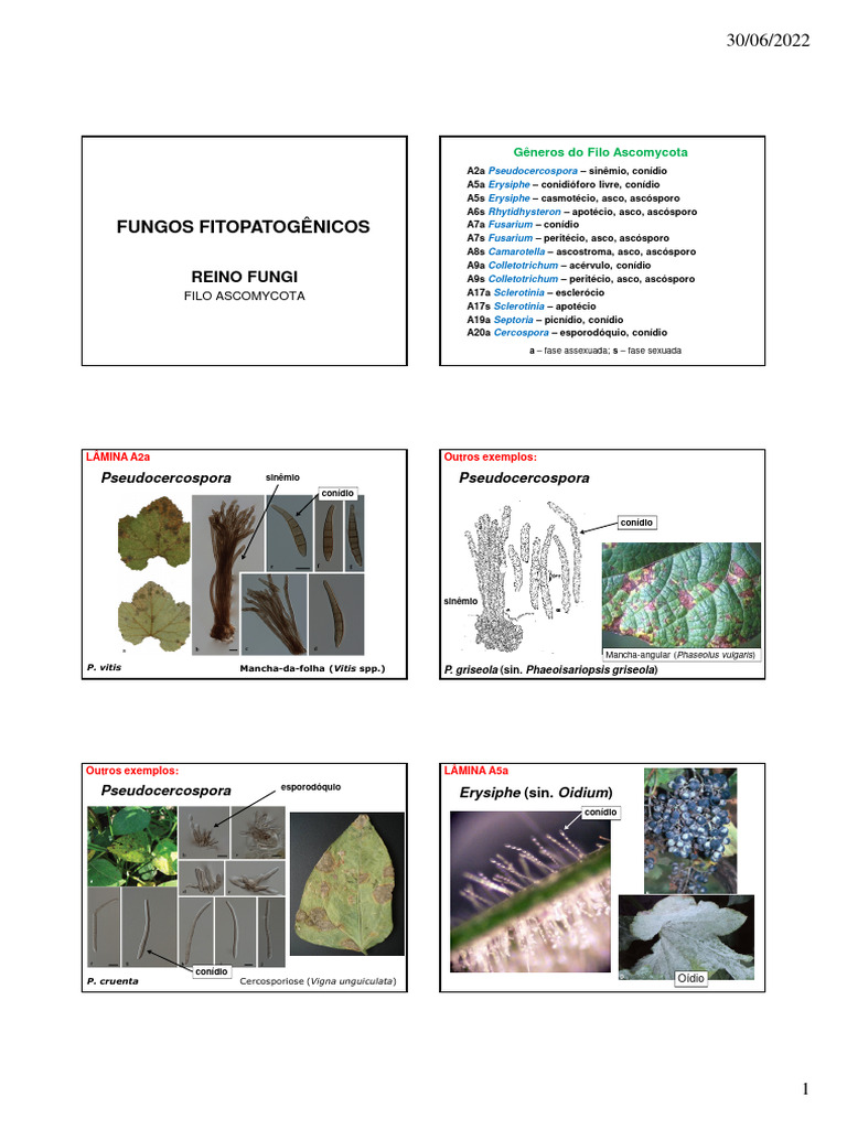 P4 - Reino Fungi - Filo Ascomycota (1) | PDF | Micologia | Eucariotas