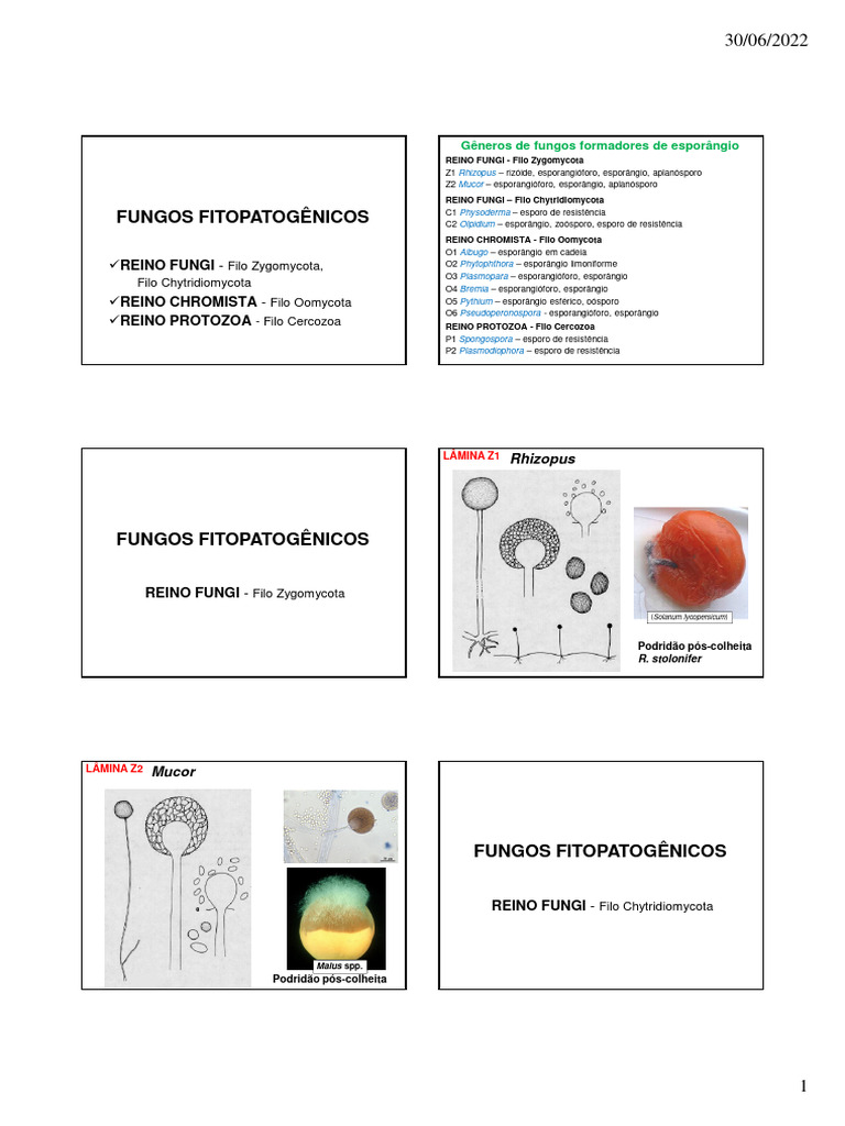 P6 - Reino Fungi (Filos Zygomycota - Chytridiomycota) Reino Chromista ...