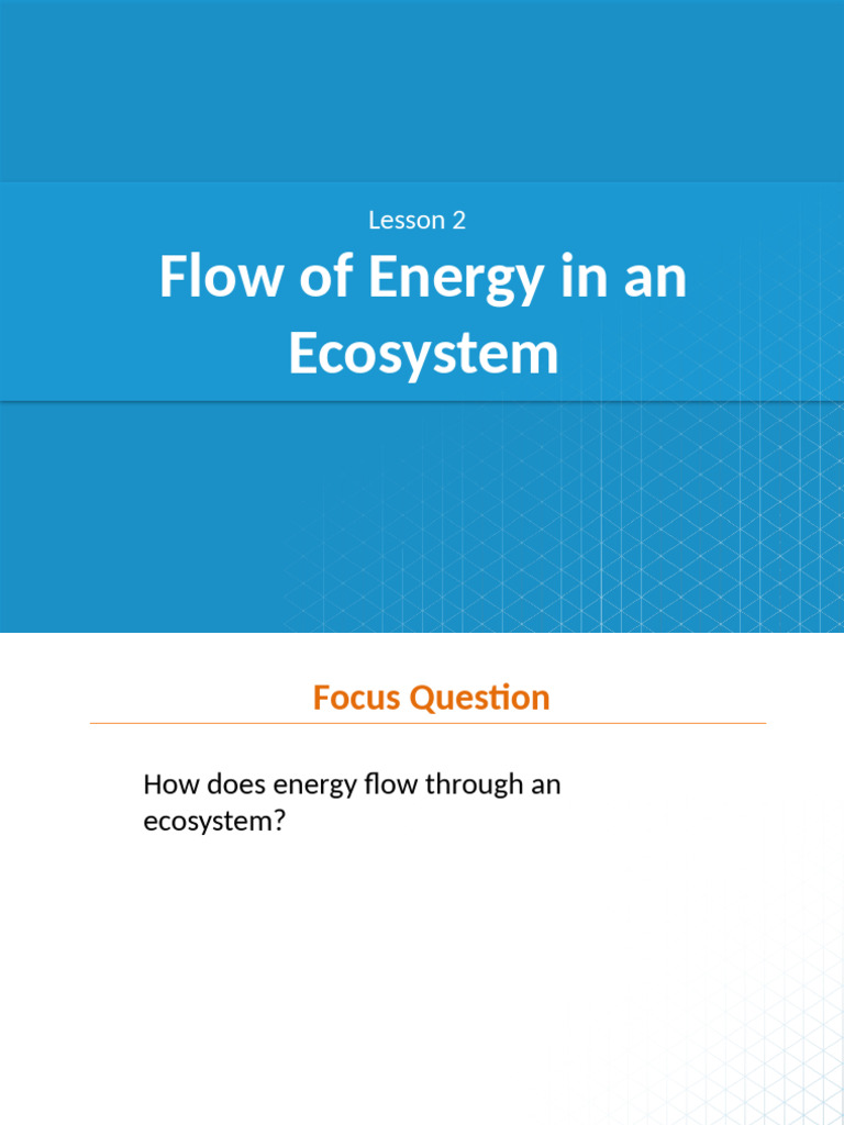 Heterotrophs in Energy Flow Systems | PDF | Food Web | Foods