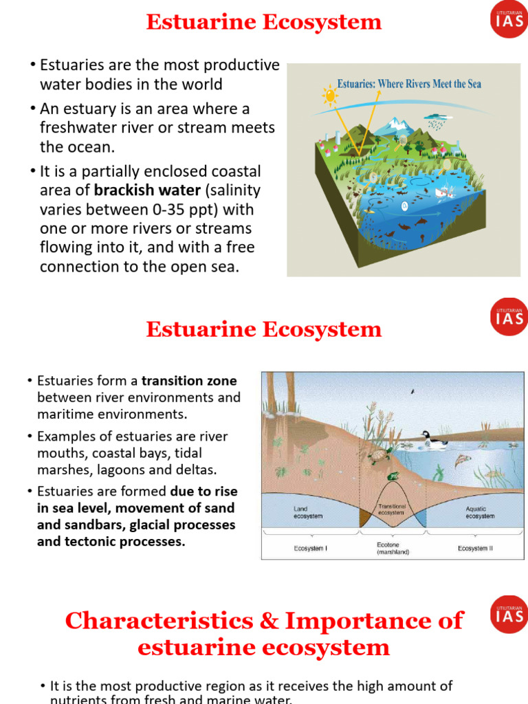 Env L4 - 2&3 Estuary Ecosystem & Corals | PDF | Estuary | Coral Reef