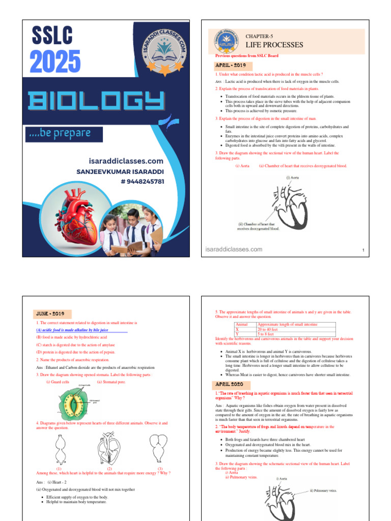 Biology 2025 (E) | PDF | Cellular Respiration | Artery