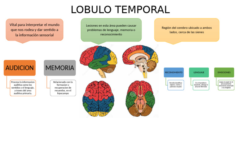 Funciones del Lóbulo Temporal en el Cerebro | PDF