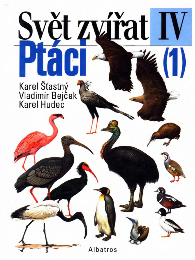 Bejcek v. Hudec K. Stastny K. - Ptaci 1 | PDF