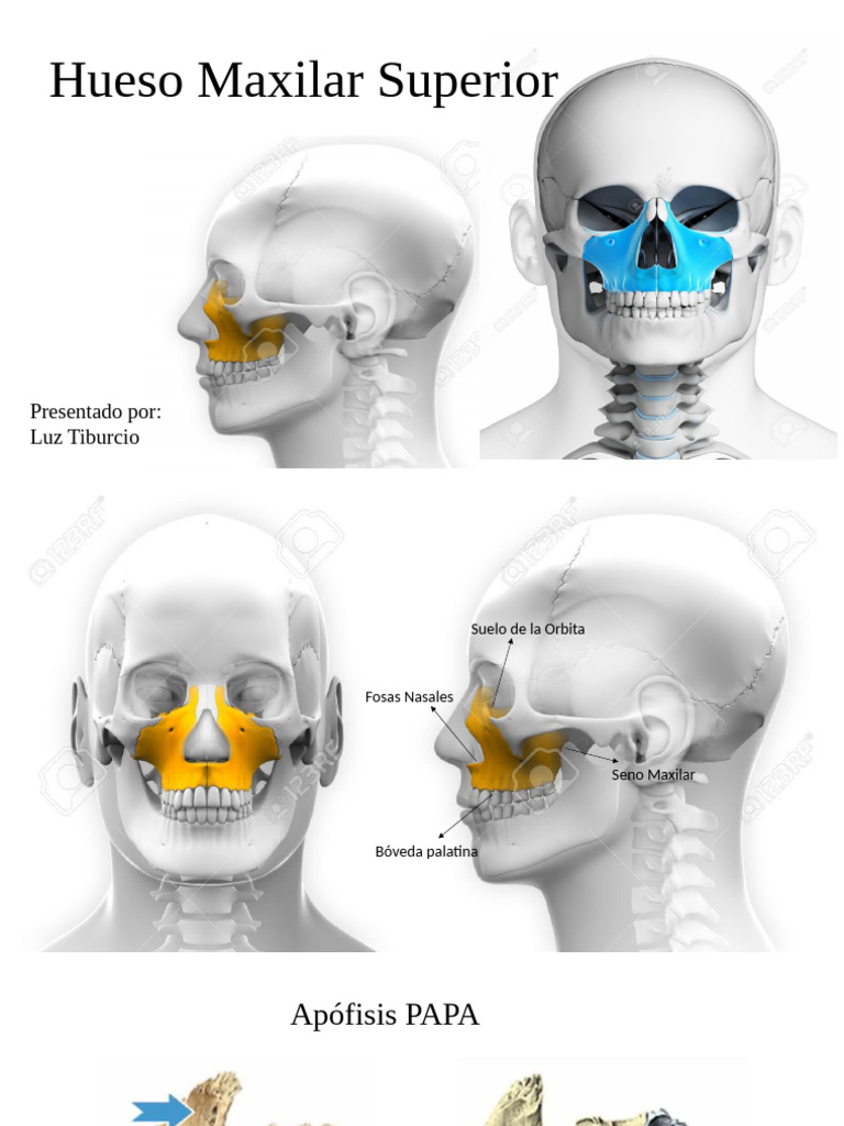 Anatomía del Hueso Maxilar Superior | PDF