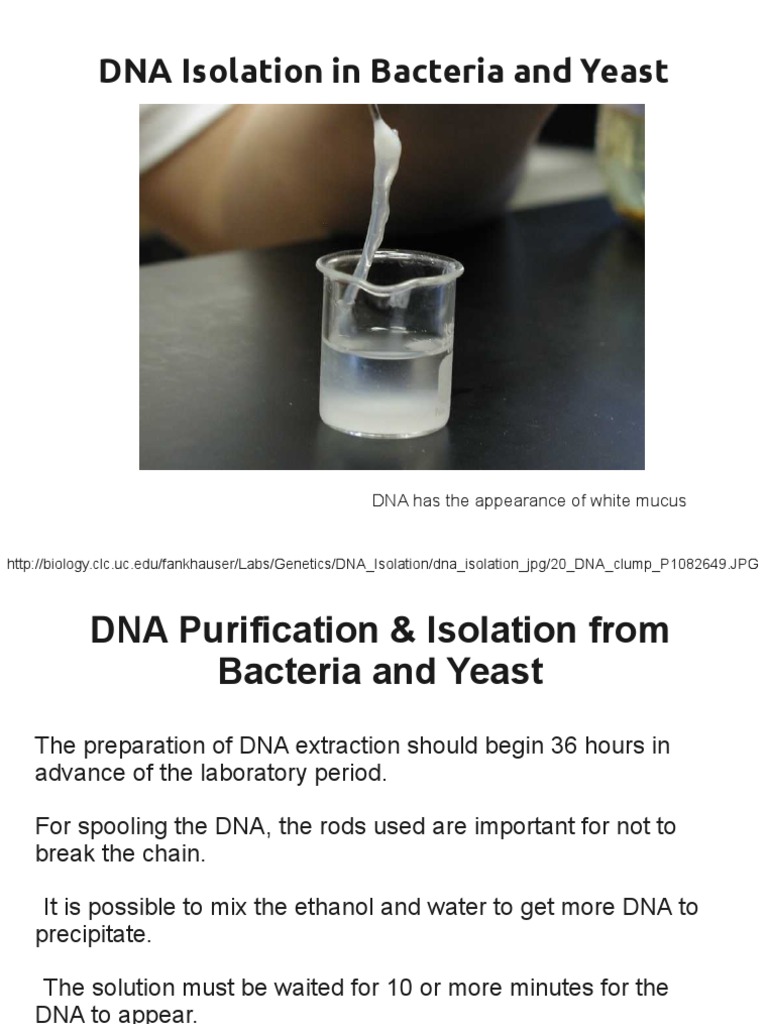DNA Isolation from Bacteria and Yeast | PDF | Dna | Physical Sciences