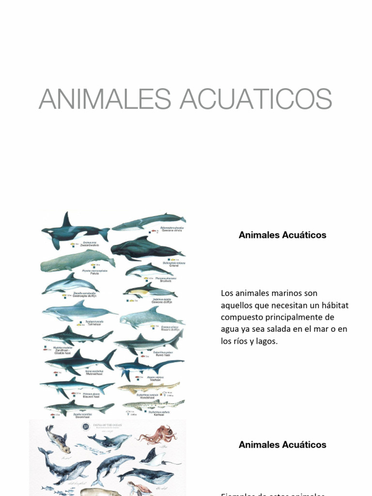 Características de Animales Acuáticos | PDF | Zoología