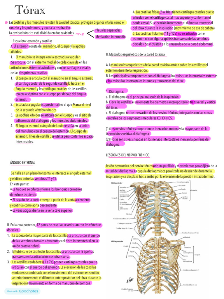 Anatomía del Tórax y sus Estructuras | PDF | Tórax | Pulmón