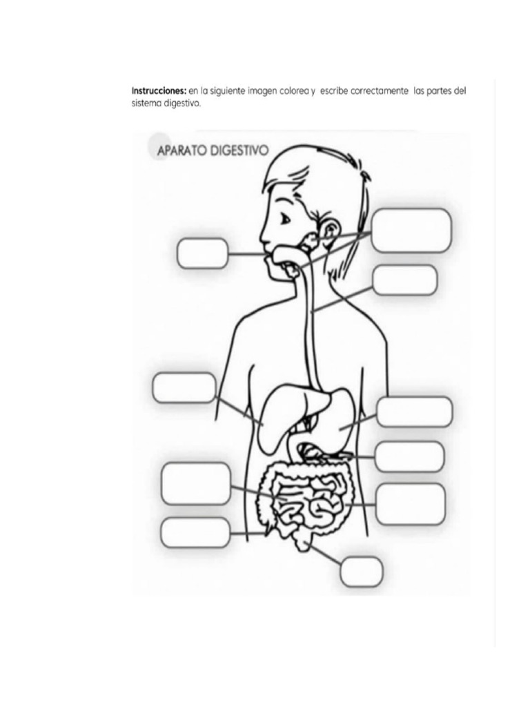 Suleima Ady | PDF