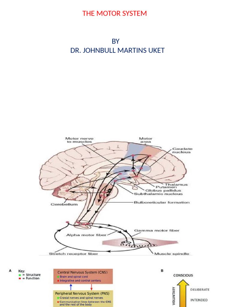 Neuro Slides-5 | PDF