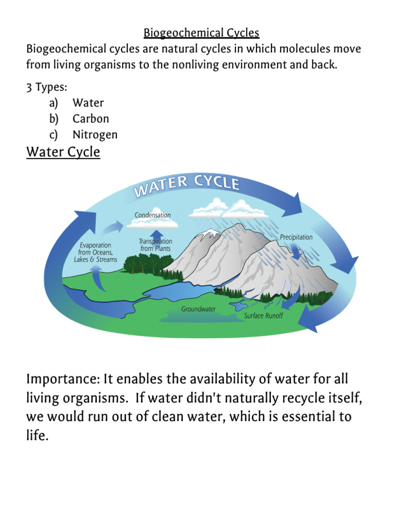 Kami Export - Biochemical Cycles Notes | PDF