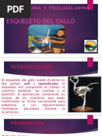 Principales Partes Del Gallo | PDF | Estudios de idiomas extranjeros