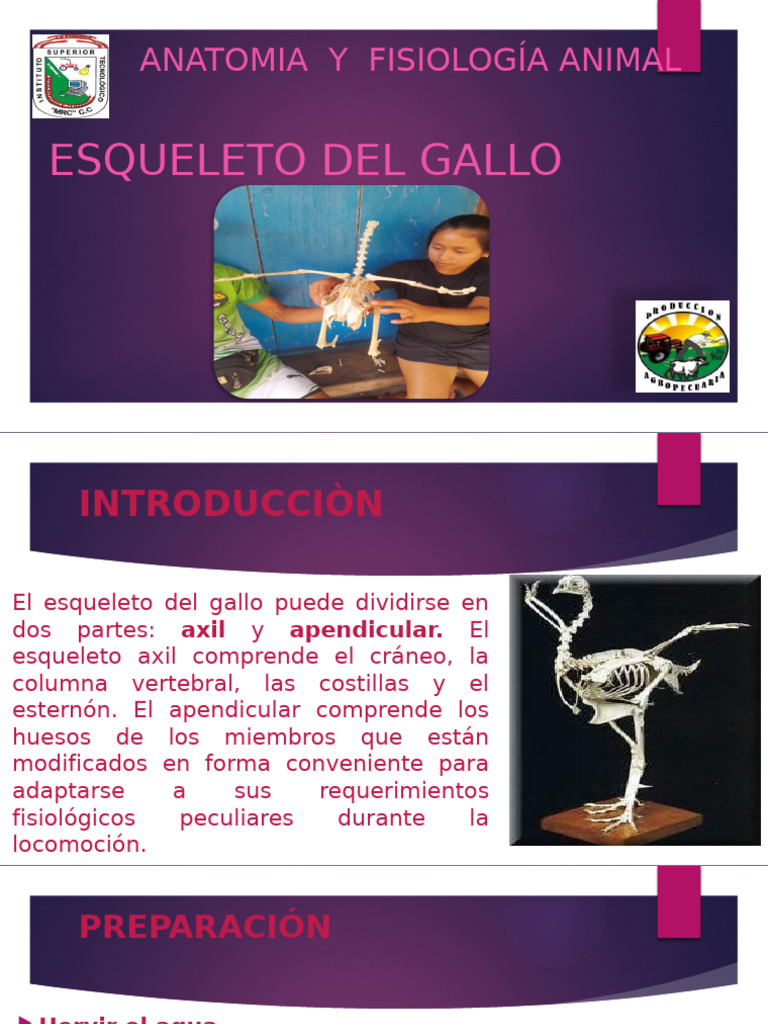 Esqueleto del Gallo: Anatomía y Preparación | PDF