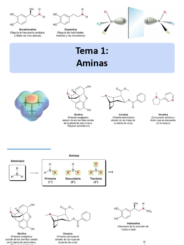 Nomenclatura y Propiedades de Aminas | PDF | Amina | Ácido