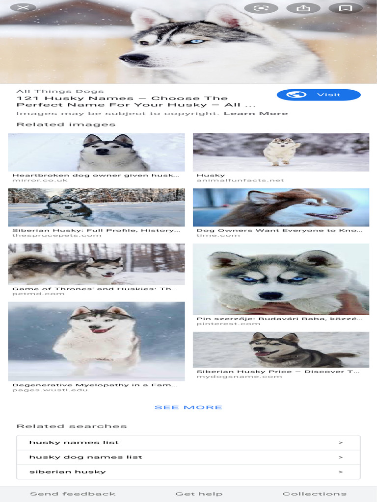 Dogs - Google Search | PDF