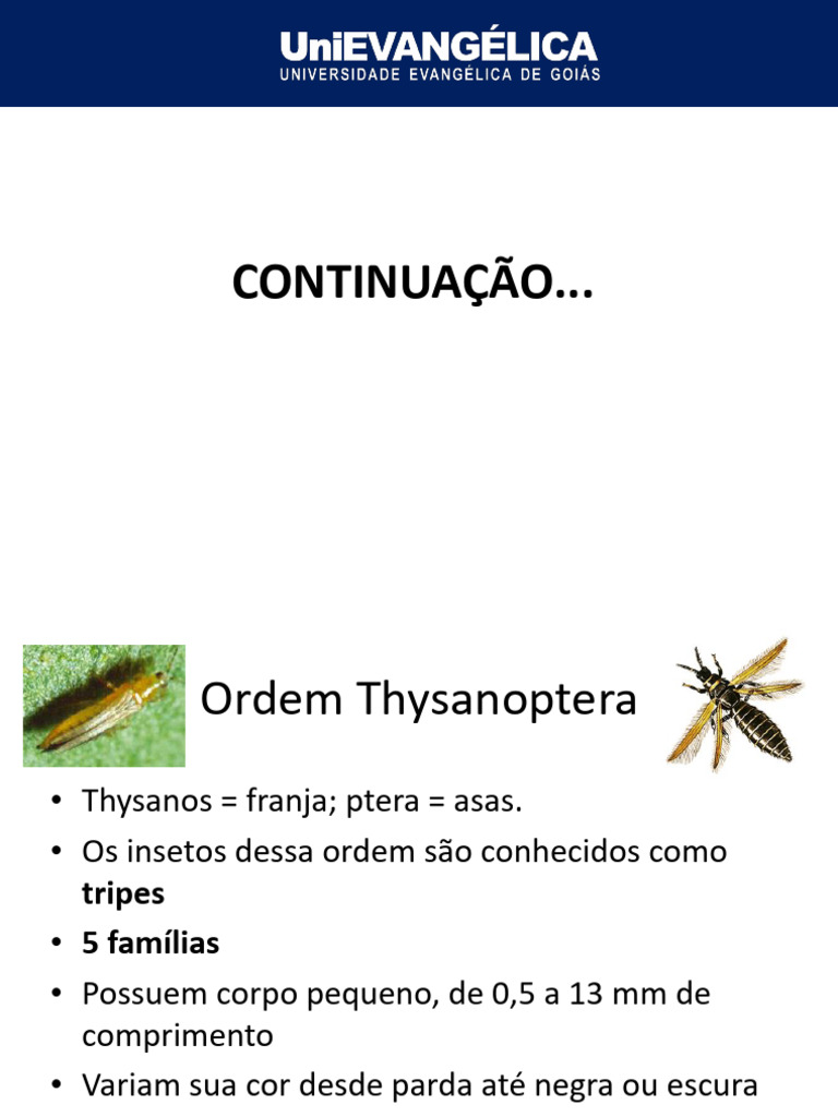 Morfologia e Ciclo de Vida dos Tripes | PDF | Insetos | Zoologia