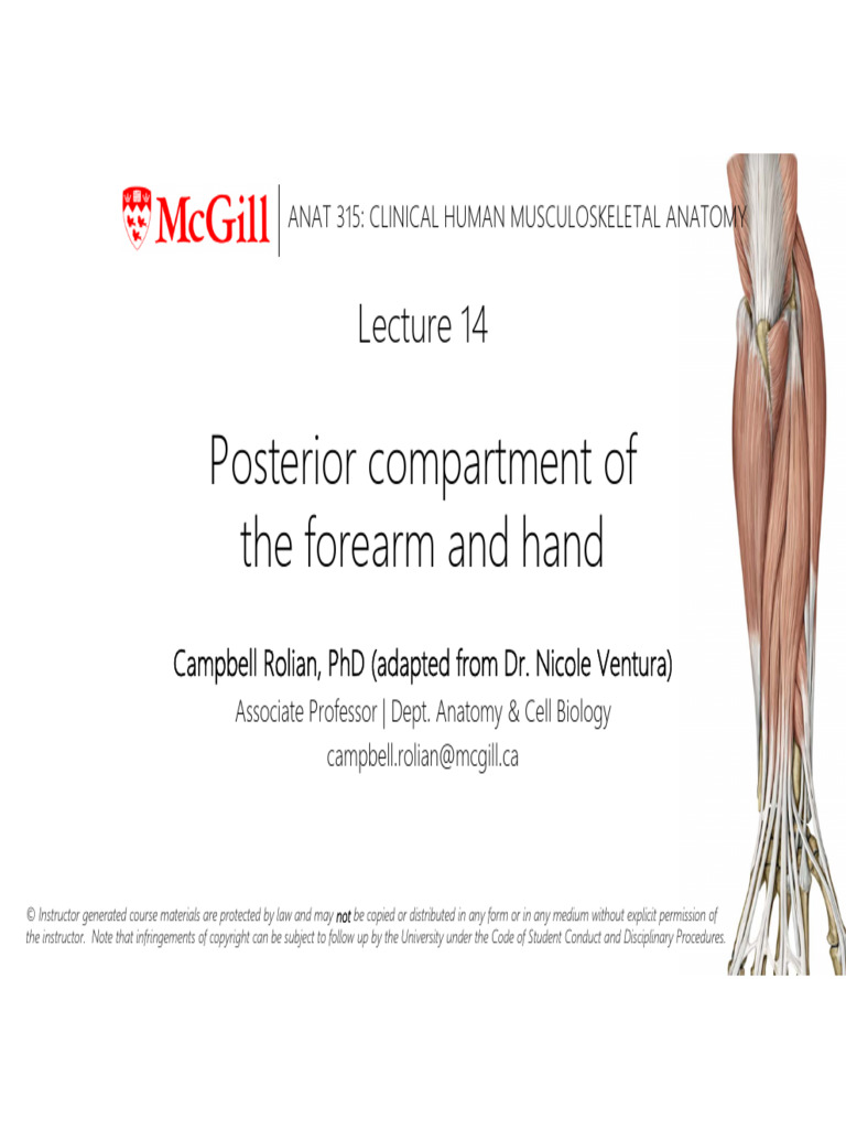 ANAT315 - Lec 14 - Posterior Forearm and Hand | PDF | Thumb | Elbow