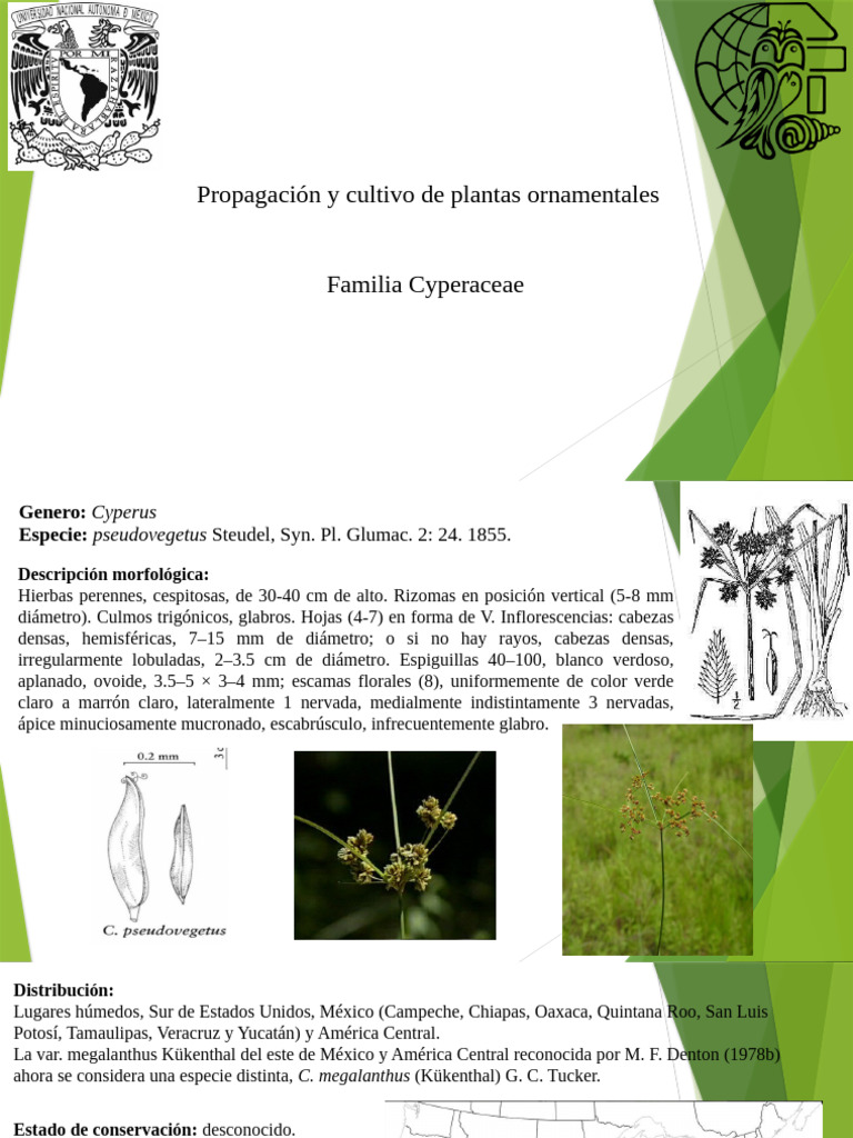 Cyperaceae | PDF | Plantas | Botánica