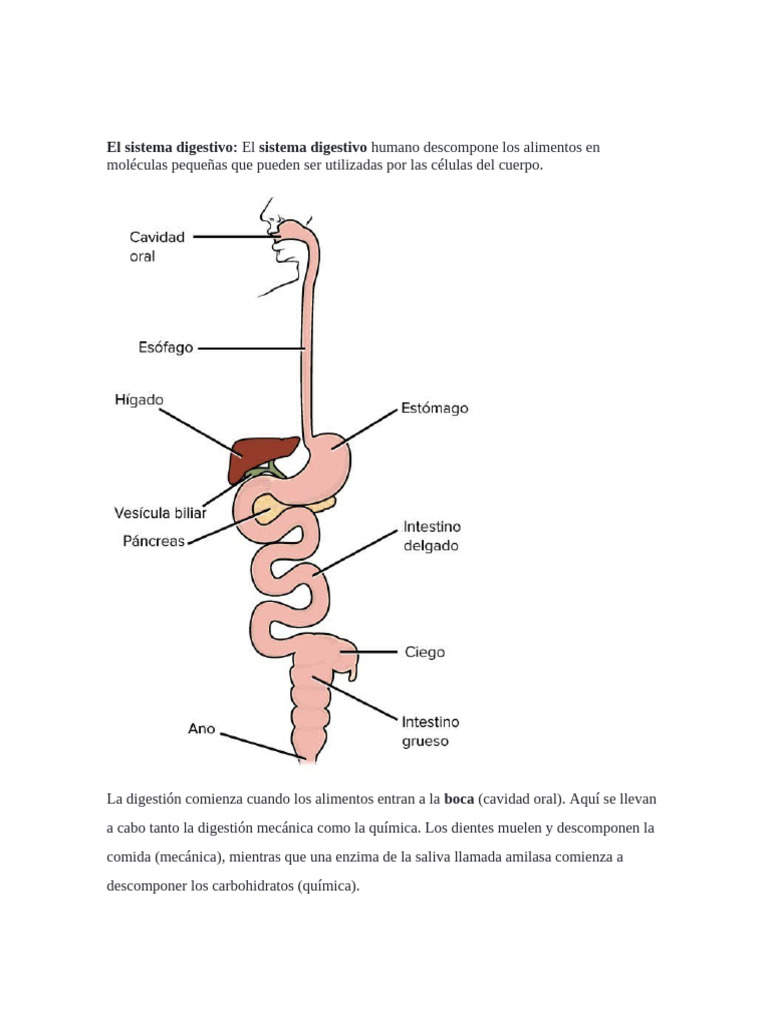 El sistema digestivo | PDF | Digestión | Sistema digestivo humano