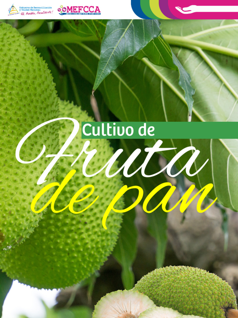 Cultivo y usos de la fruta de pan | PDF | Panes | Siembra