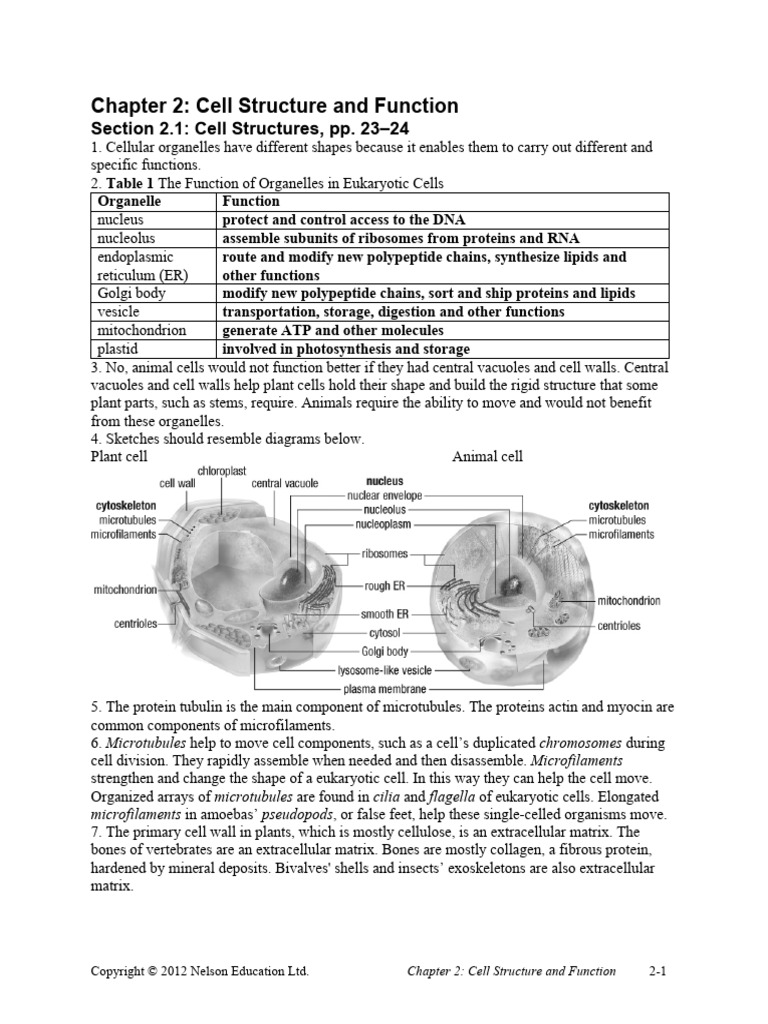 solutions to study guide chaper 2 | PDF | Cell Membrane | Cell (Biology)