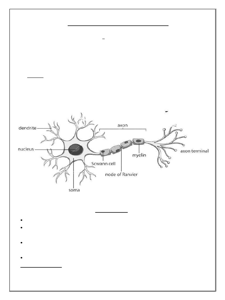 Nervous System Structure and Function | PDF | Cerebellum | Action Potential