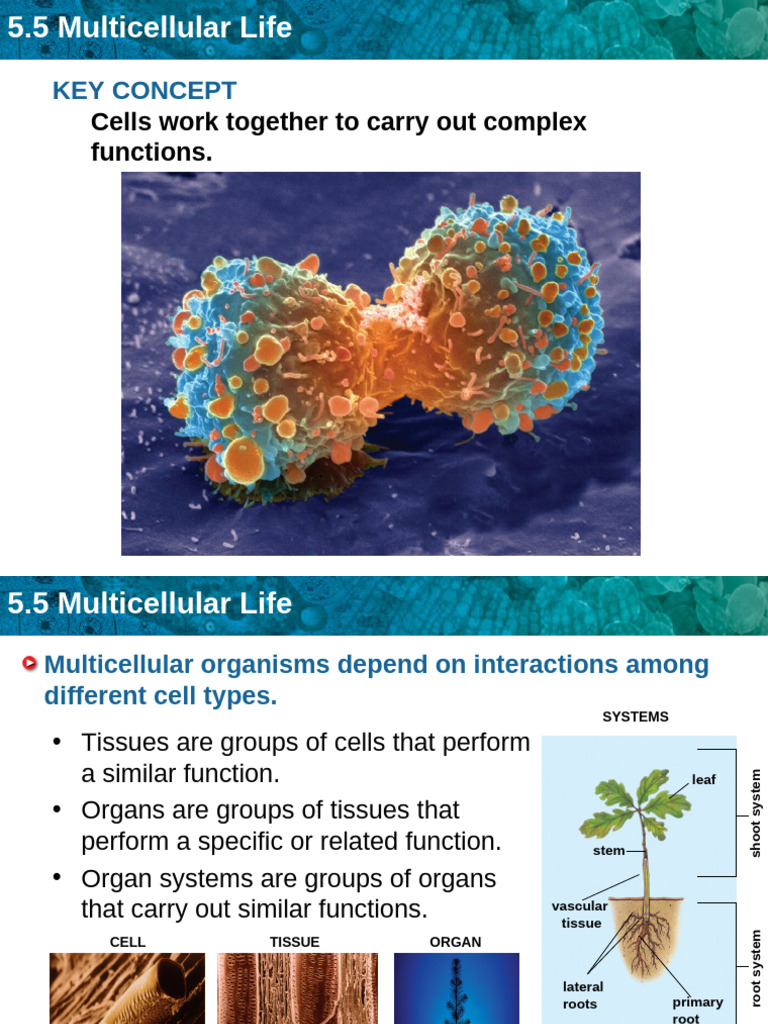 Understanding Multicellular Life and Stem Cells | PDF | Cell Potency ...